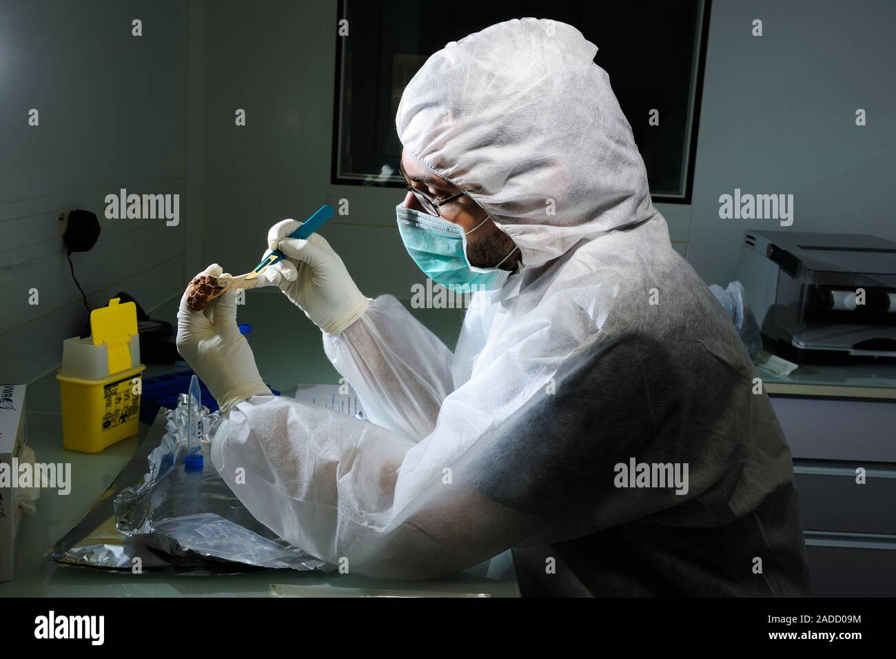 Palaeogenetics lab. Scientist preparing a fossilised bone sample in a ...