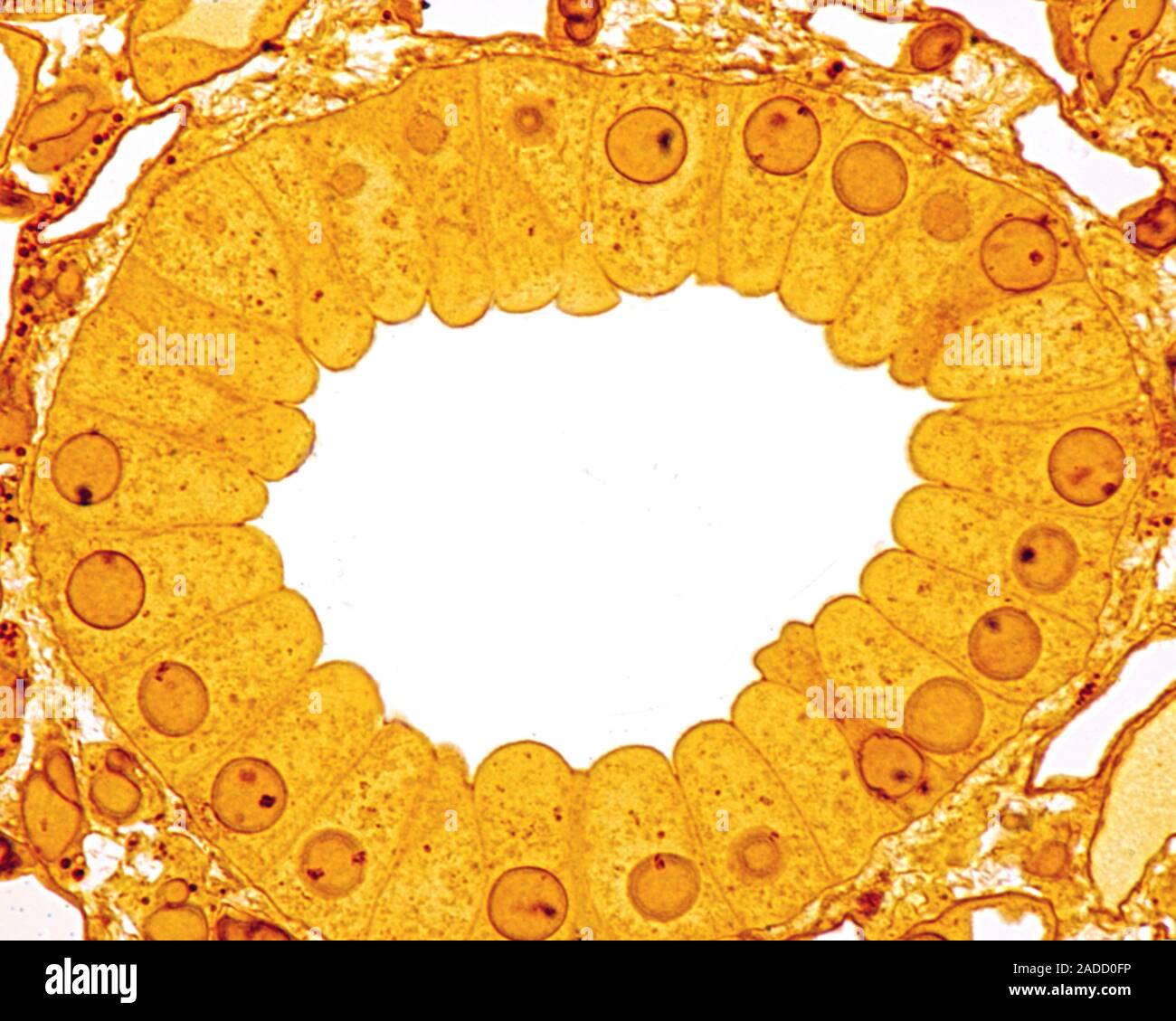 Simple Columnar Epithelium Kidney Simple Epithelial Tissues