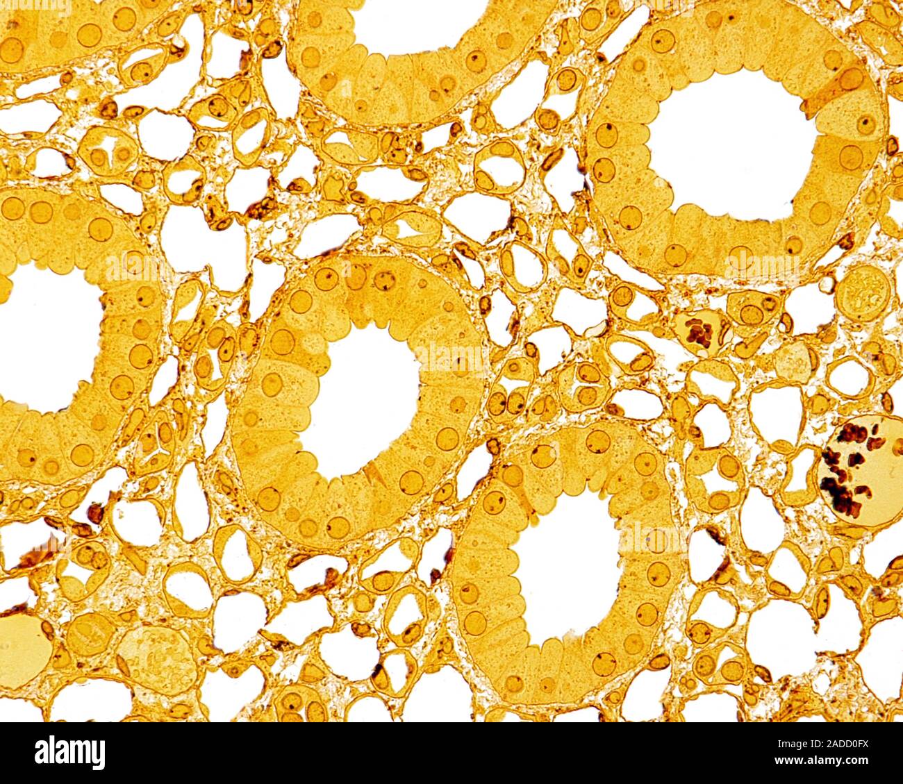 Light micrograph of renal medulla showing several collecting ducts ...