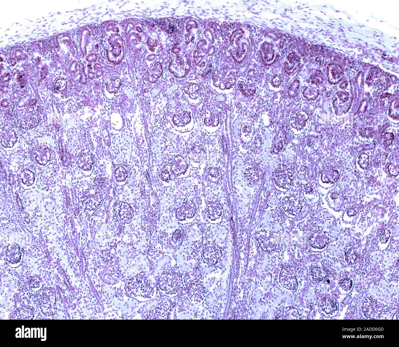 Light micrograph of the renal cortex from a 24 week old foetus. In the ...