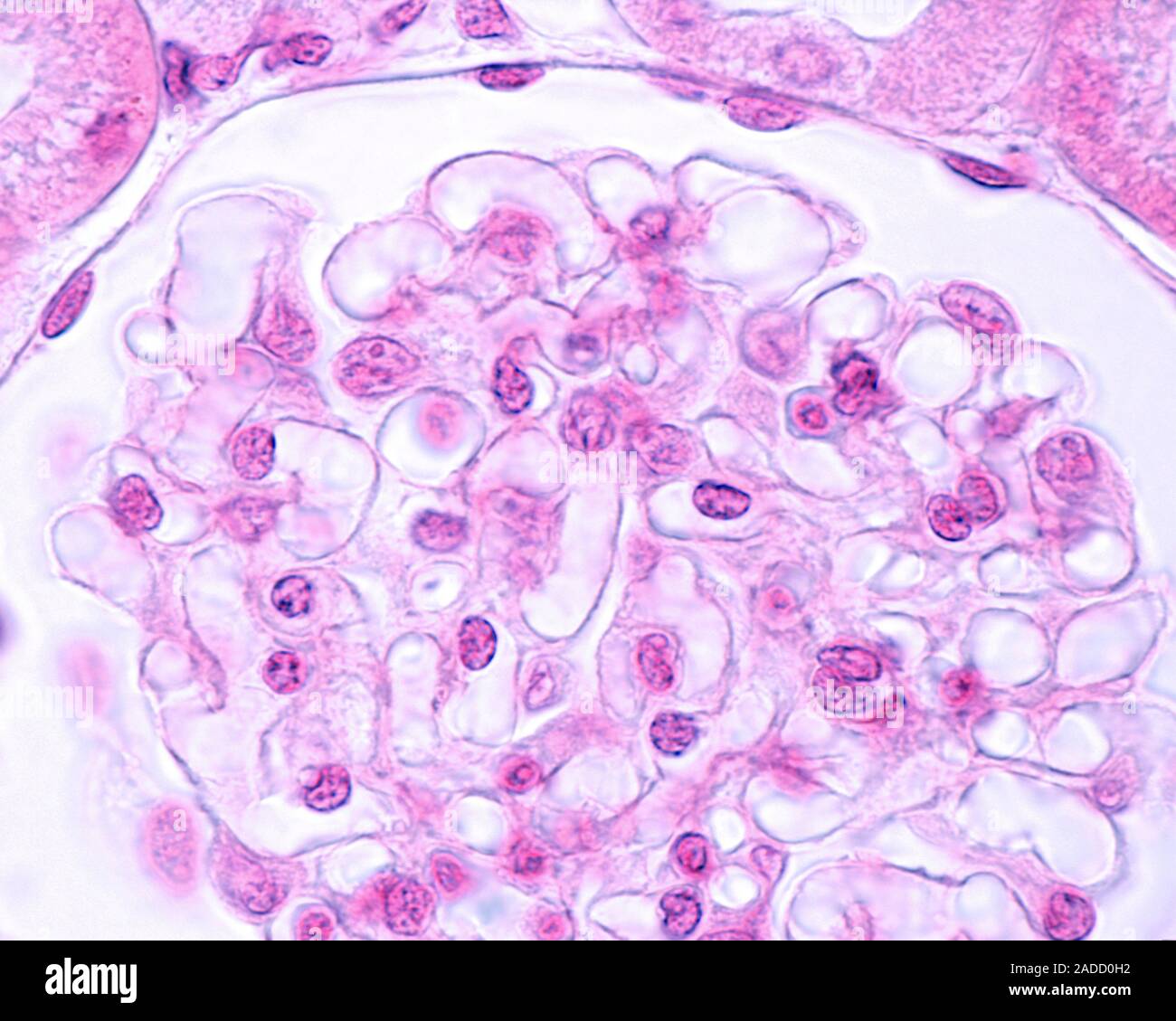 High magnification light micrograph of the renal cortex of a kidney ...