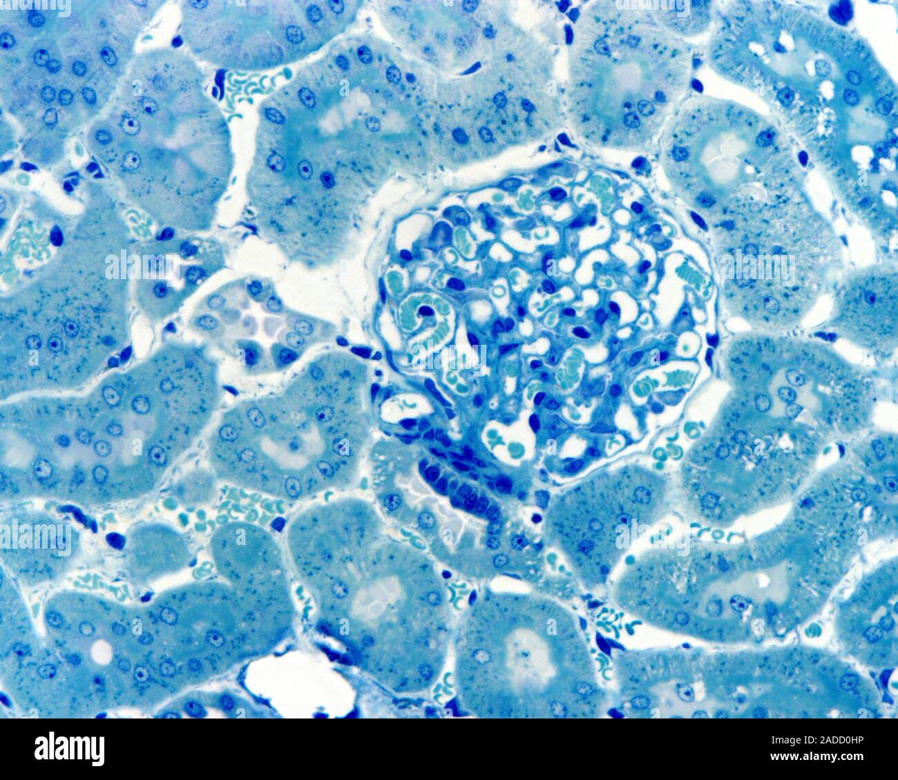 Extraglomerular Mesangial Cells
