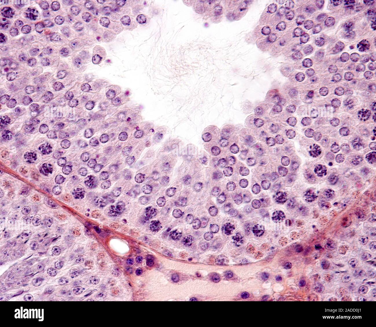 High magnification light micrograph of a seminiferous tubule showing ...