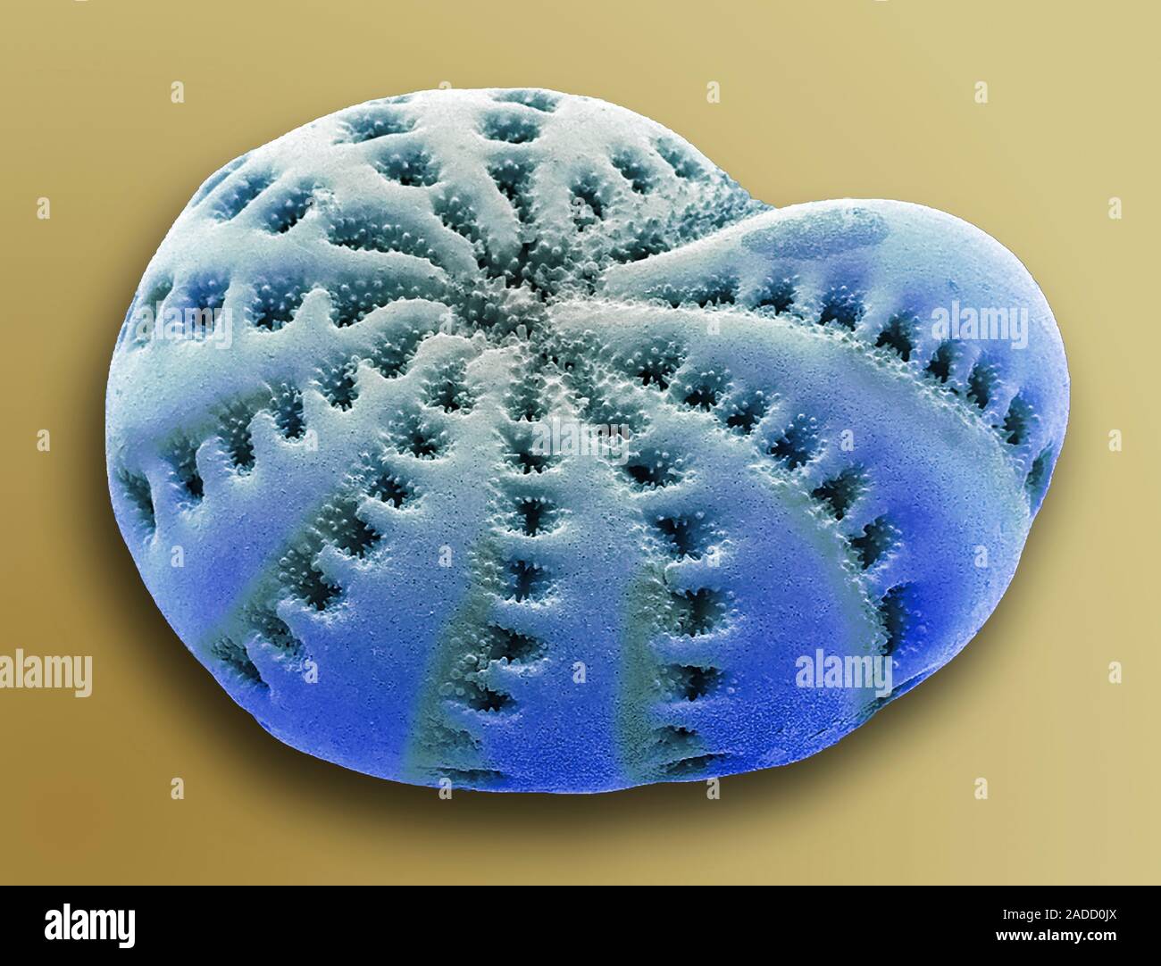 Foraminiferan shell. Coloured scanning electron micrograph (SEM) of the ...