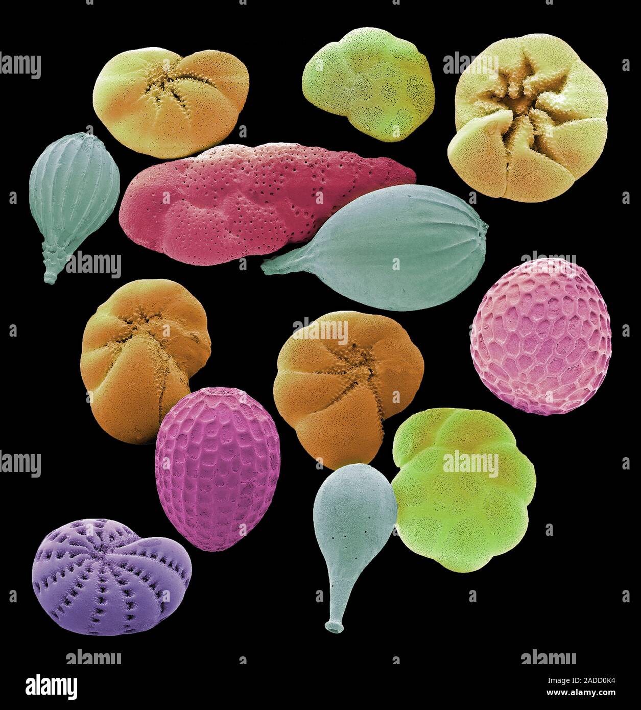 Foraminifera. Coloured scanning electron micrograph (SEM) of a ...