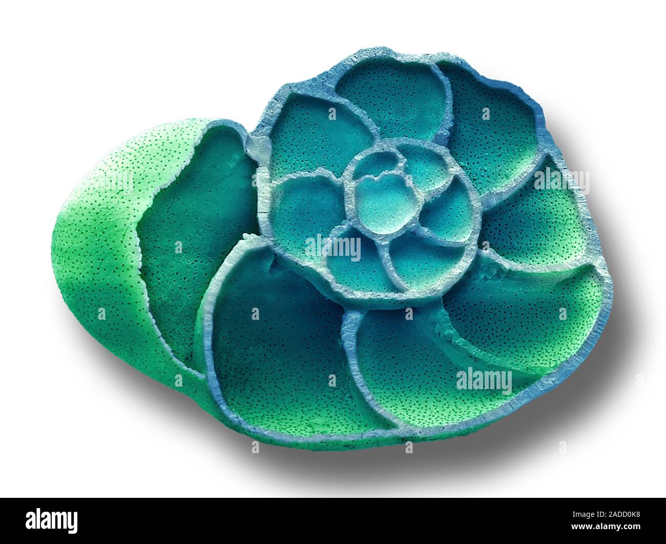 Foraminiferan. Coloured scanning electron micrograph (SEM) of a ...