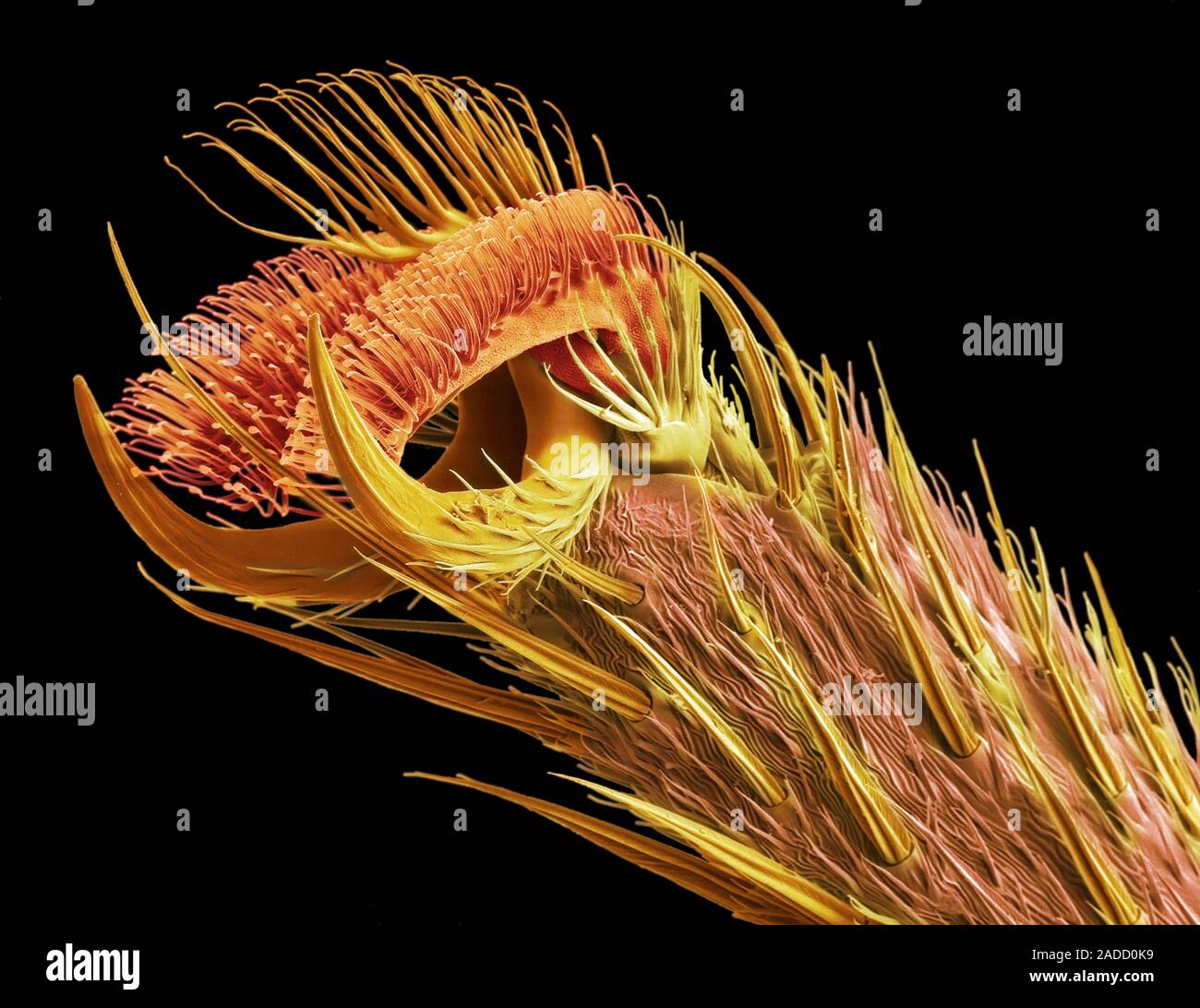 Wasp foot. Coloured scanning electron micrograph (SEM) of the foot of a ...