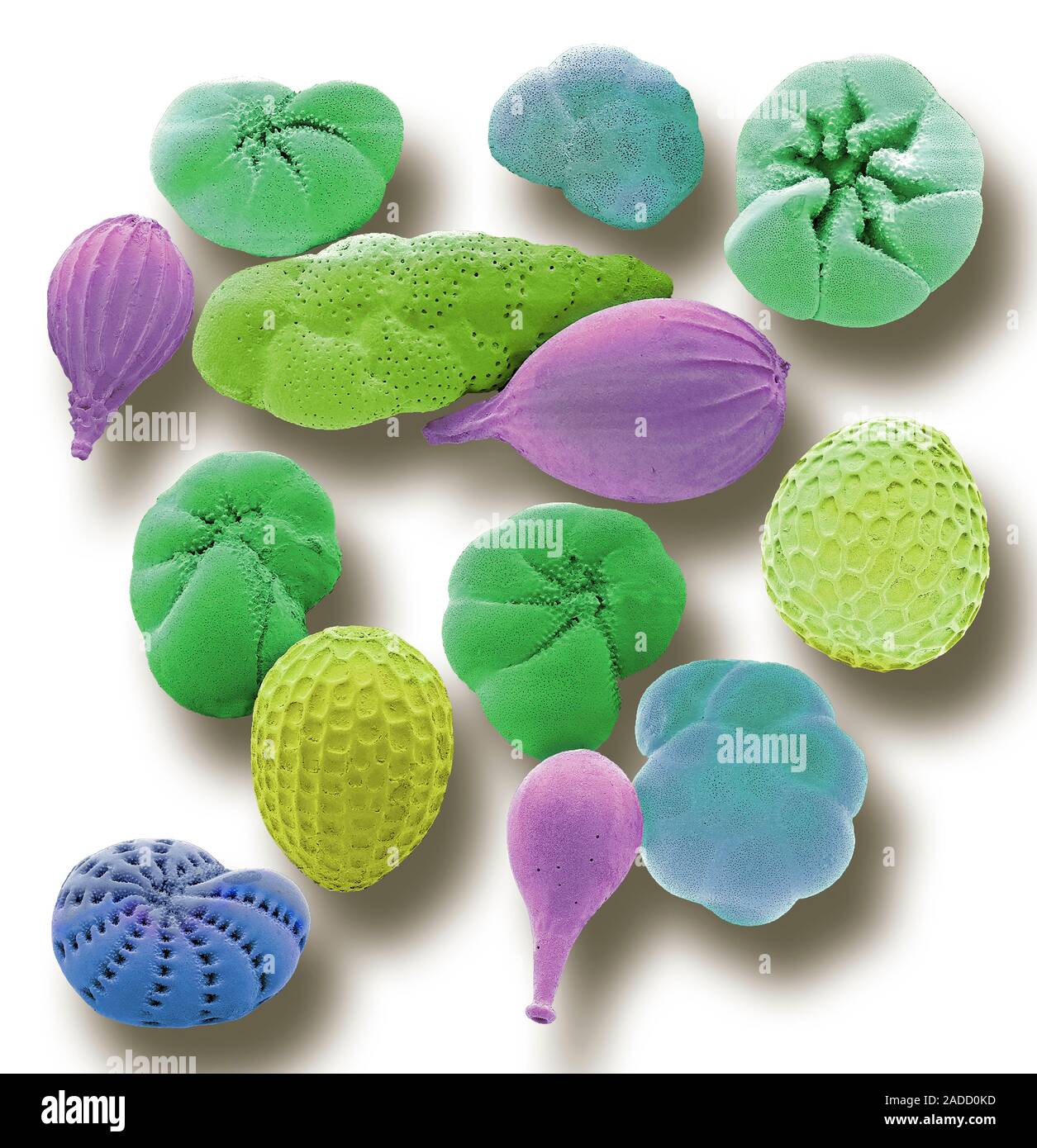 Foraminifera. Coloured scanning electron micrograph (SEM) of a ...