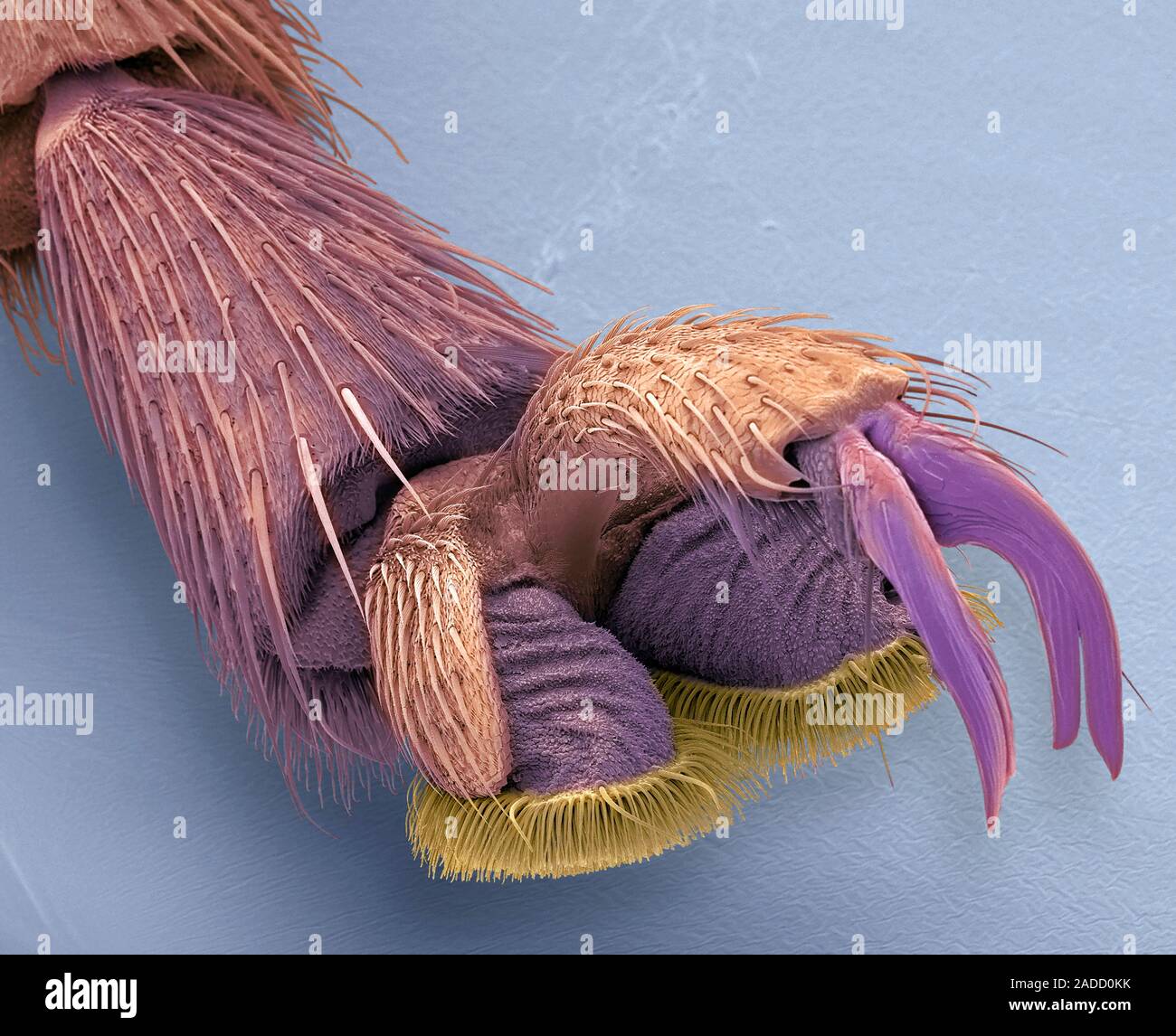 Beetle foot. Coloured scanning electron micrograph (SEM) of the tip of ...