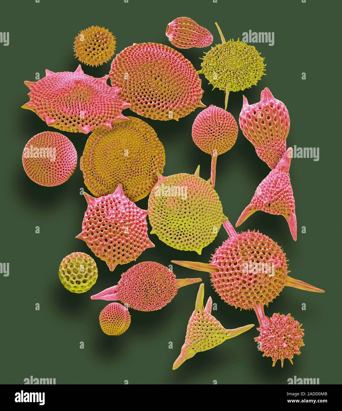 Radiolaria. Coloured scanning electron micrograph (SEM) of the shells ...