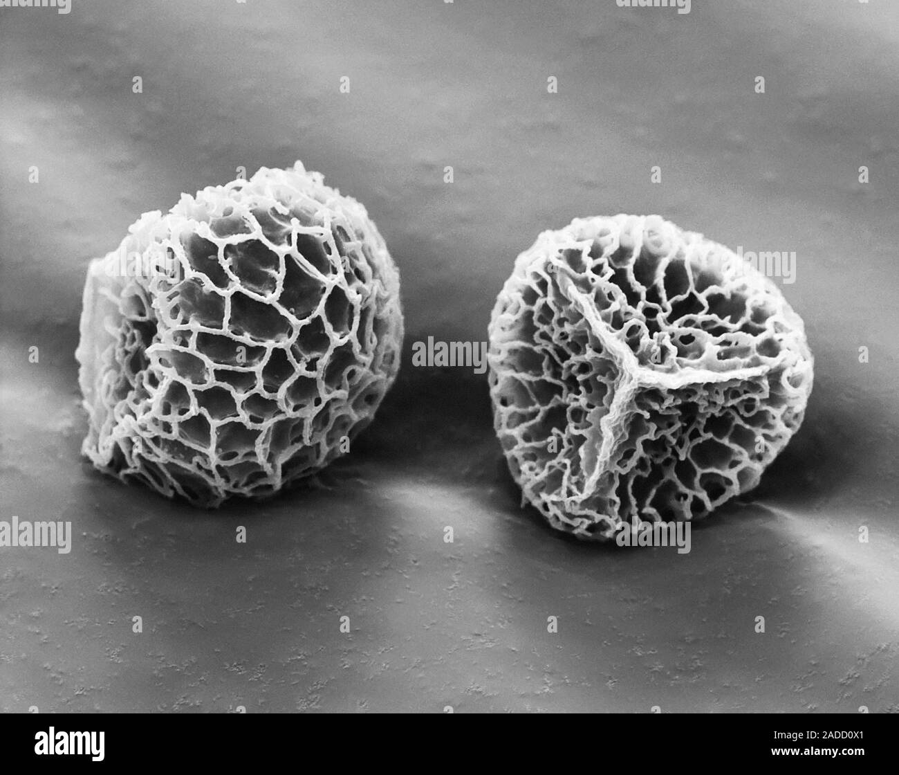 Scanning electron micrograph (SEM) of two spores from a stag's-horn ...