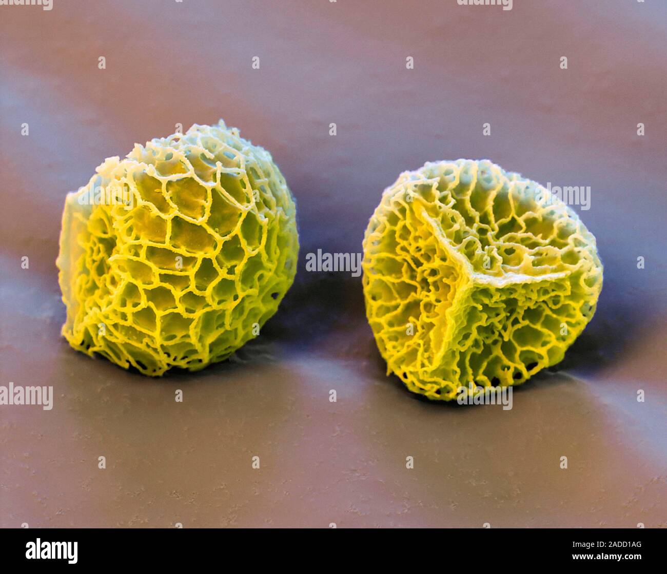 Coloured scanning electron micrograph (SEM) of two spores from a stag's ...