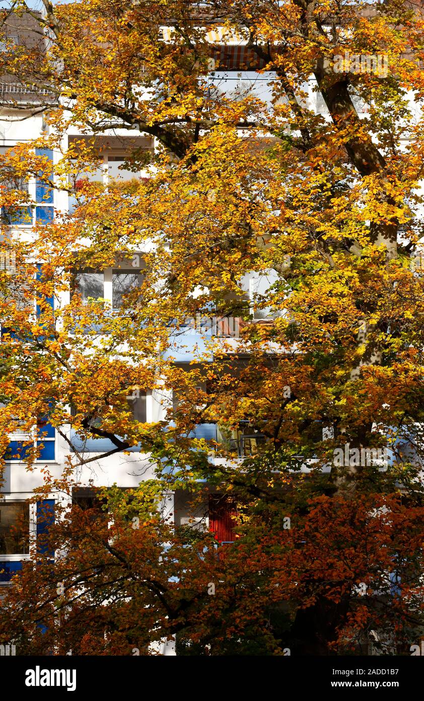 Discolored autumn leaves, residential buildings, multi-family homes in ...