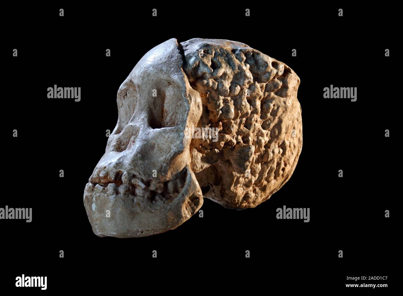 Taung Child (Australopithecus africanus) skull. This fossil skull was ...