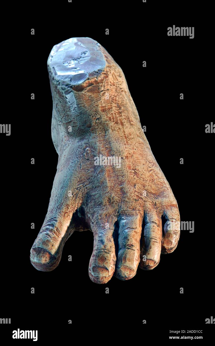 Reconstruction of the foot of Little Foot Australopithecus fossil ...