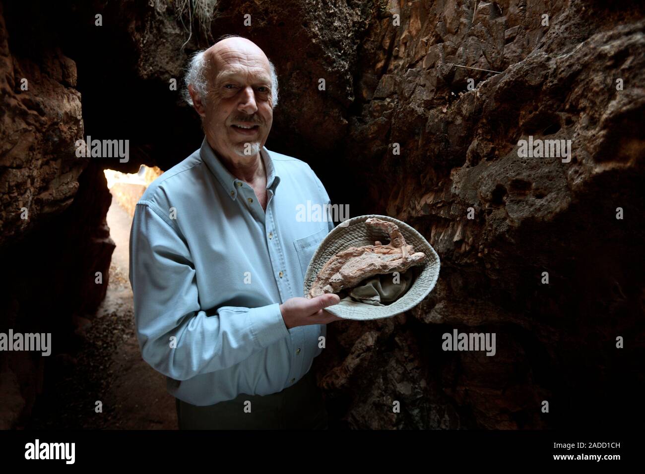 Little Foot Australopithecus fossil. Paleoanthropologist Ronald J ...
