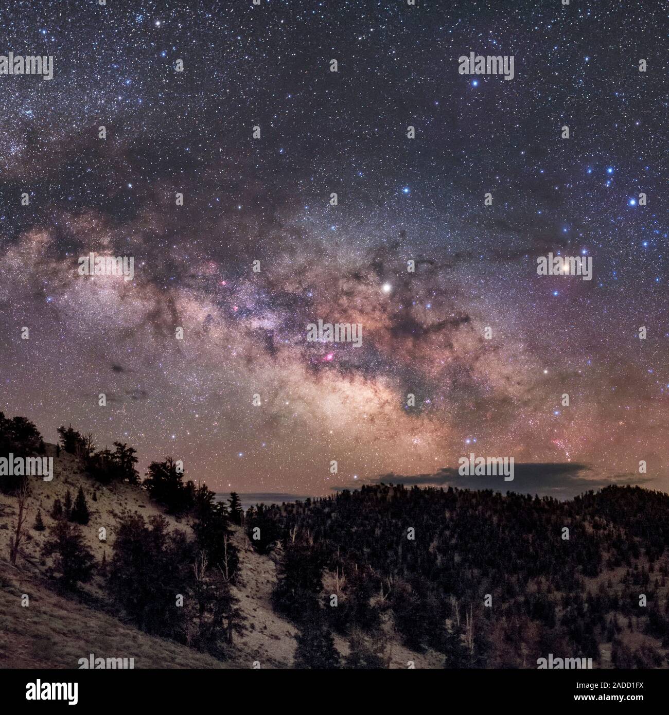 Milky Way over pine trees. Milky Way and Saturn in the night sky over ...