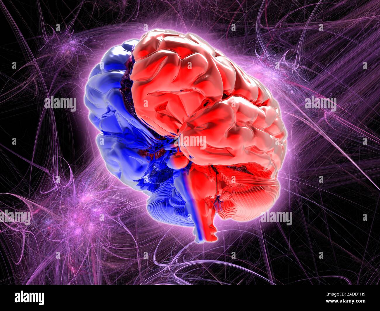 Human brain with bicoloured hemispheres and a neural network in the background. The ...