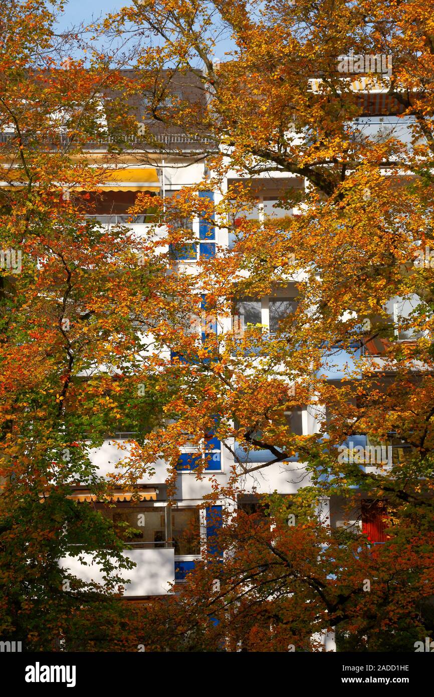 Discolored autumn leaves, residential buildings, multi-family homes in ...