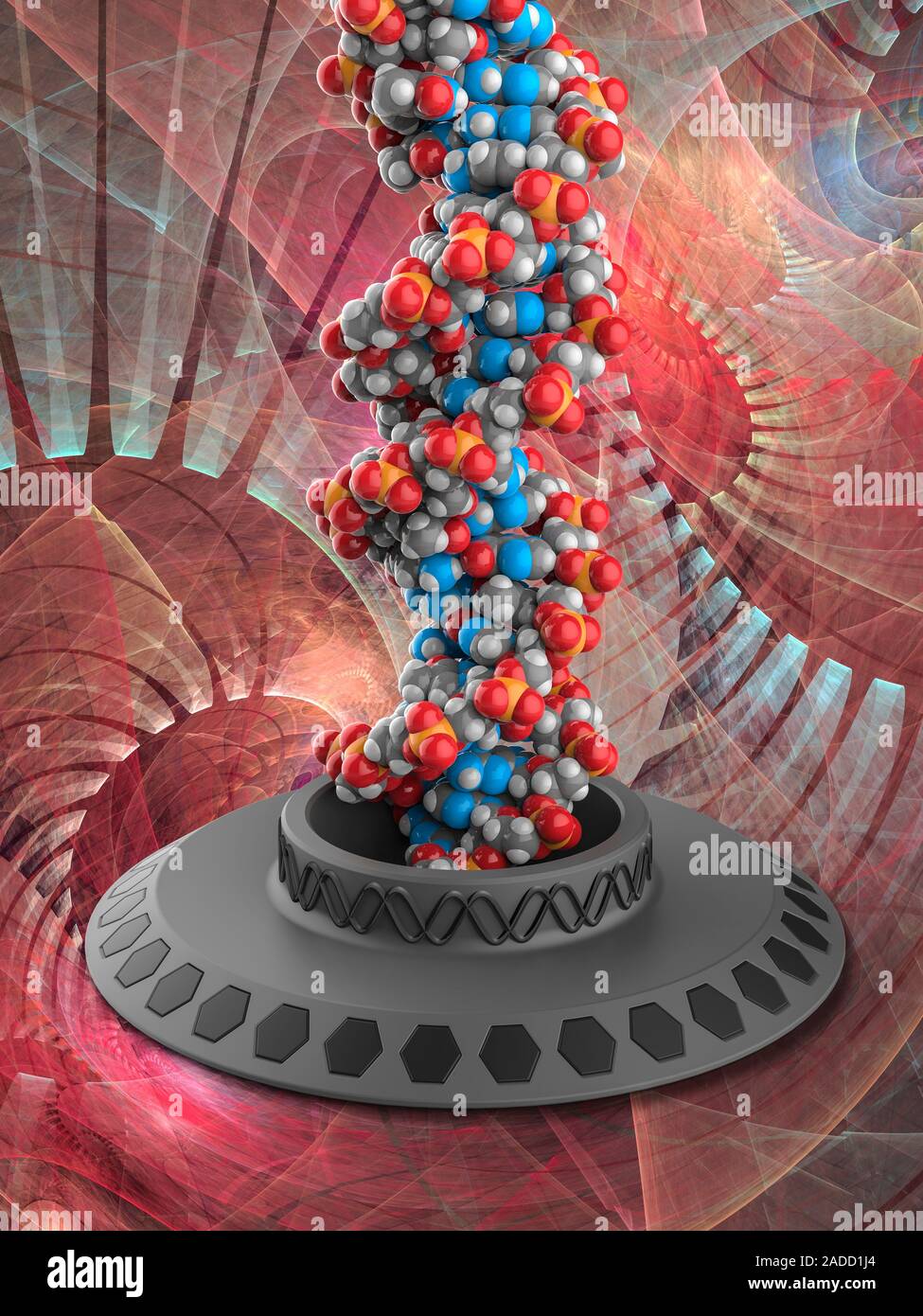 DNA molecule. Conceptual illustration of a double stranded DNA ...