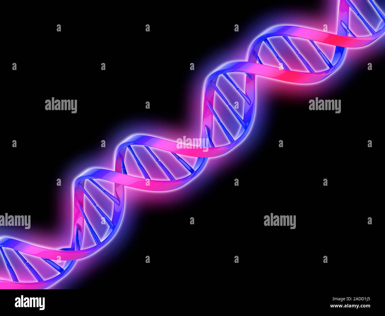 DNA molecule. Computer illustration showing a double stranded DNA ...