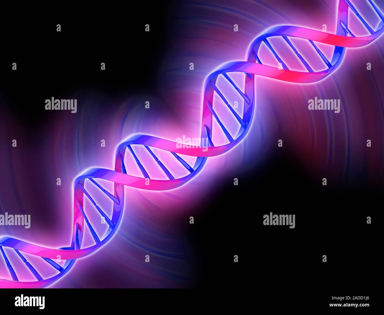 DNA molecule. Computer illustration showing a double stranded DNA ...