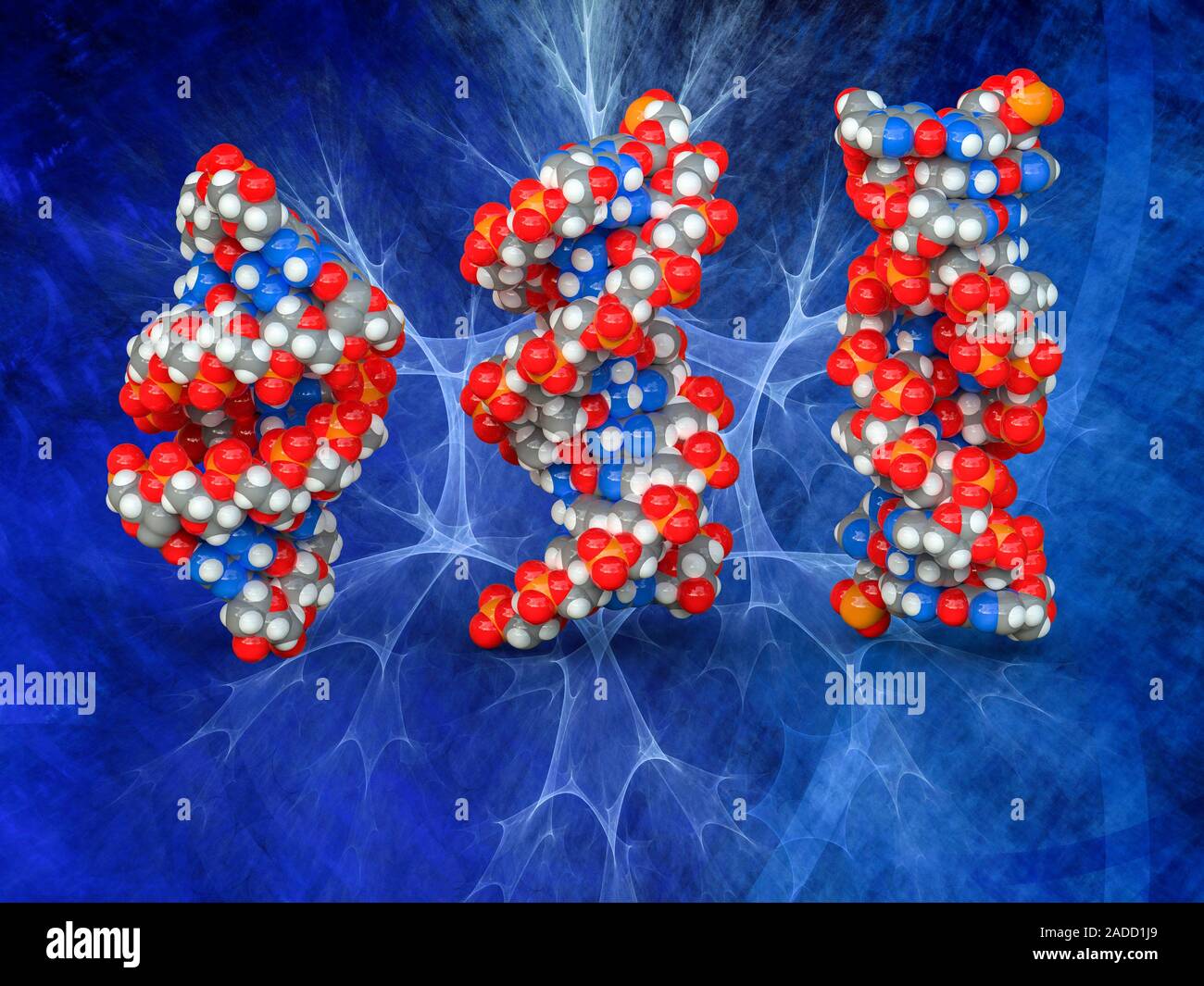 DNA typology with (from left to right) A-, B- and Z-DNA. DNA ...