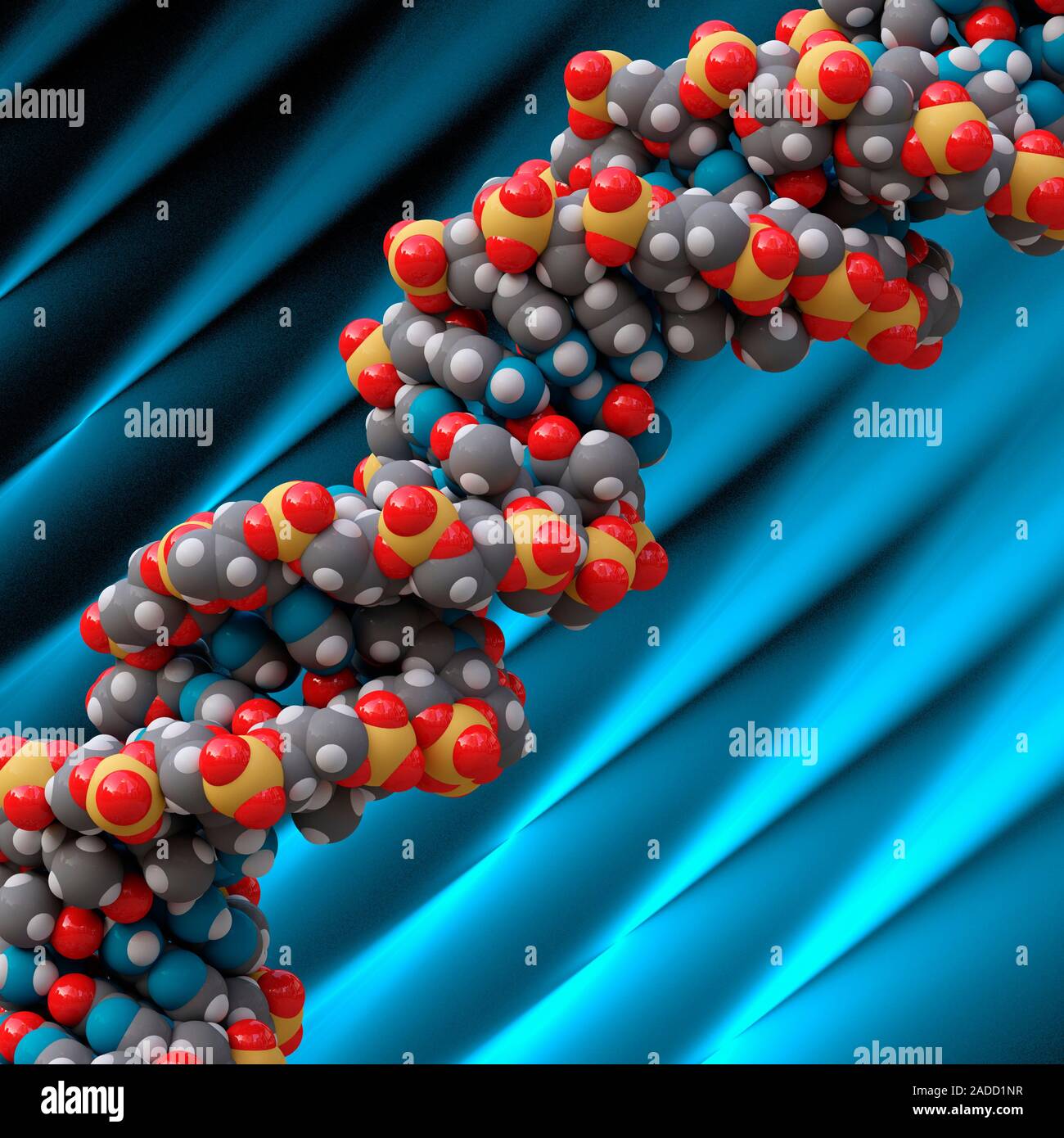 B Dna Molecule Computer Model Showing The B Structure Of A Dna Deoxyribonucleic Acid Molecule