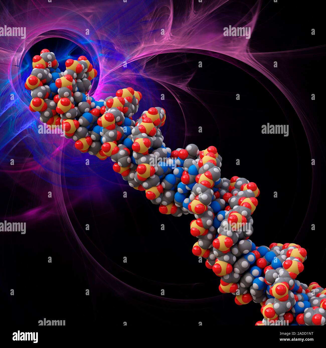 B-DNA molecule. Computer model showing the B structure of a DNA ...