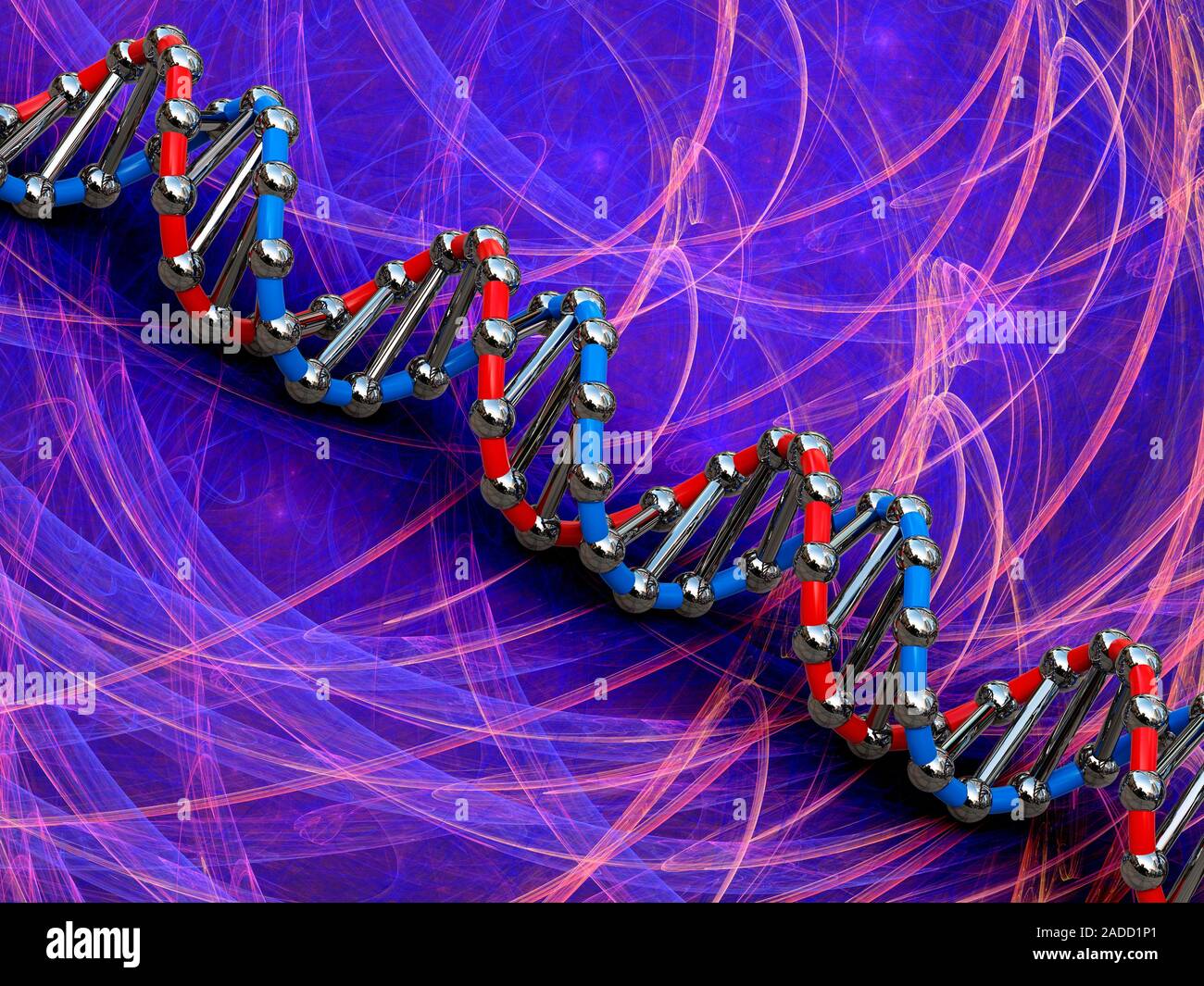 DNA molecule. Computer illustration showing a double stranded DNA ...