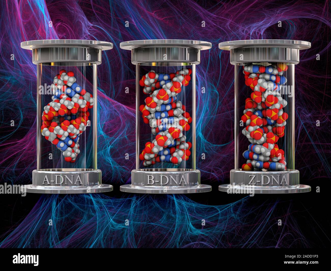 DNA typology with A-, B- and Z-DNA. DNA conformations include A-DNA, B ...