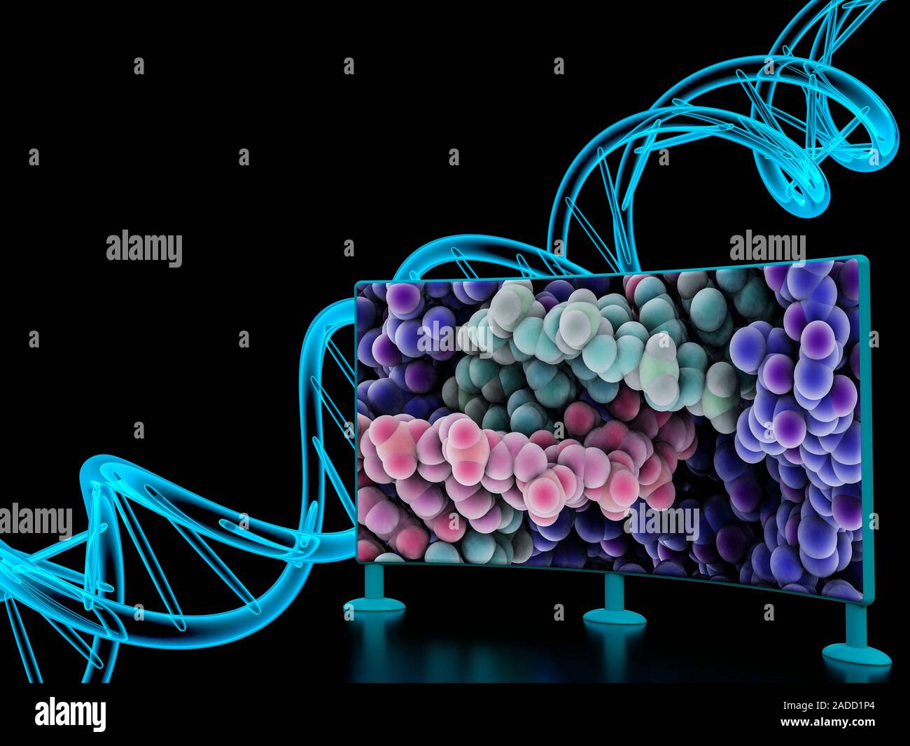Spacefilling representation of a DNA (deoxyribonucleic acid) displayed ...
