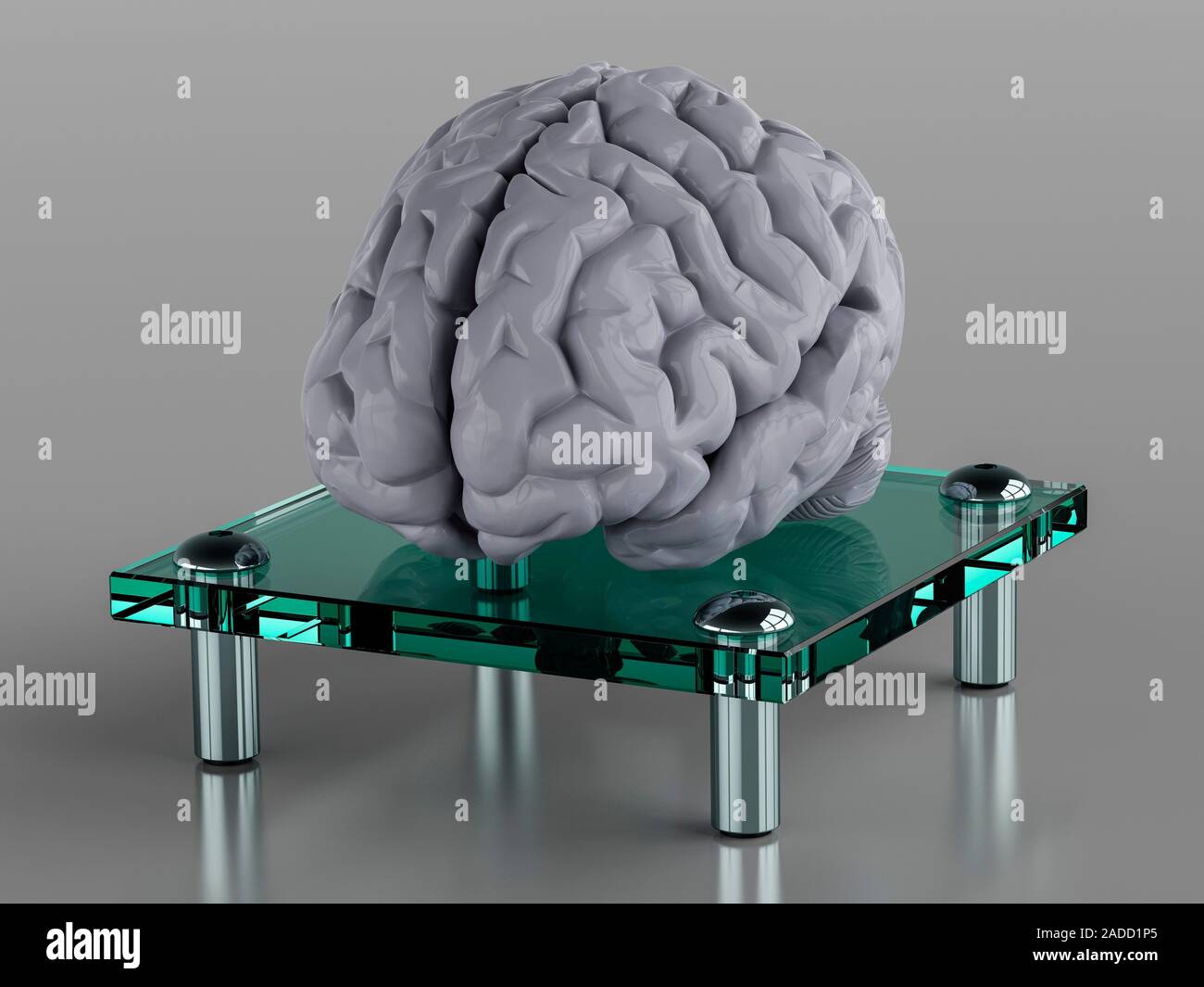 Human brain on a glass support with four metallic legs, conceptual ...