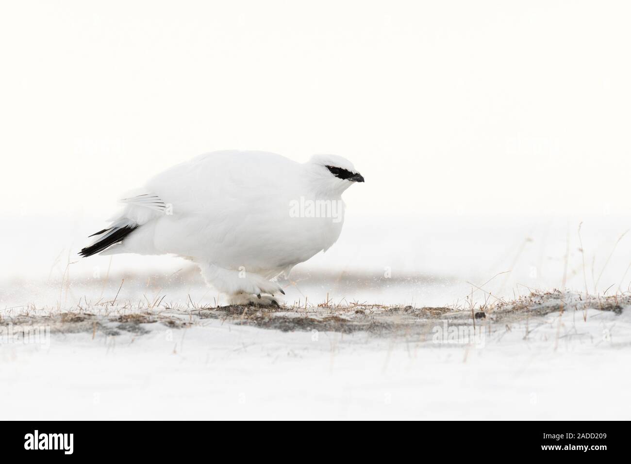Ptarmigan in Svalbard. The ptarmigan (Lagopus mutus) is a bird adapted ...