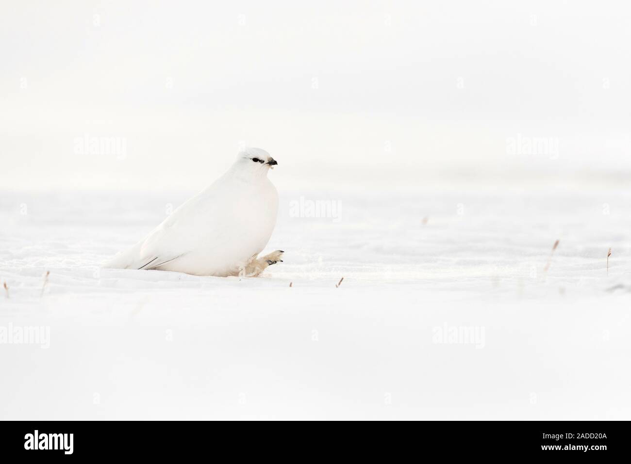 Ptarmigan in Svalbard. The ptarmigan (Lagopus mutus) is a bird adapted ...
