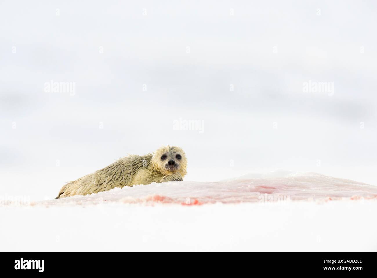 Ringed seal (Pusa hispida) pup. This seal inhabits Arctic and sub ...