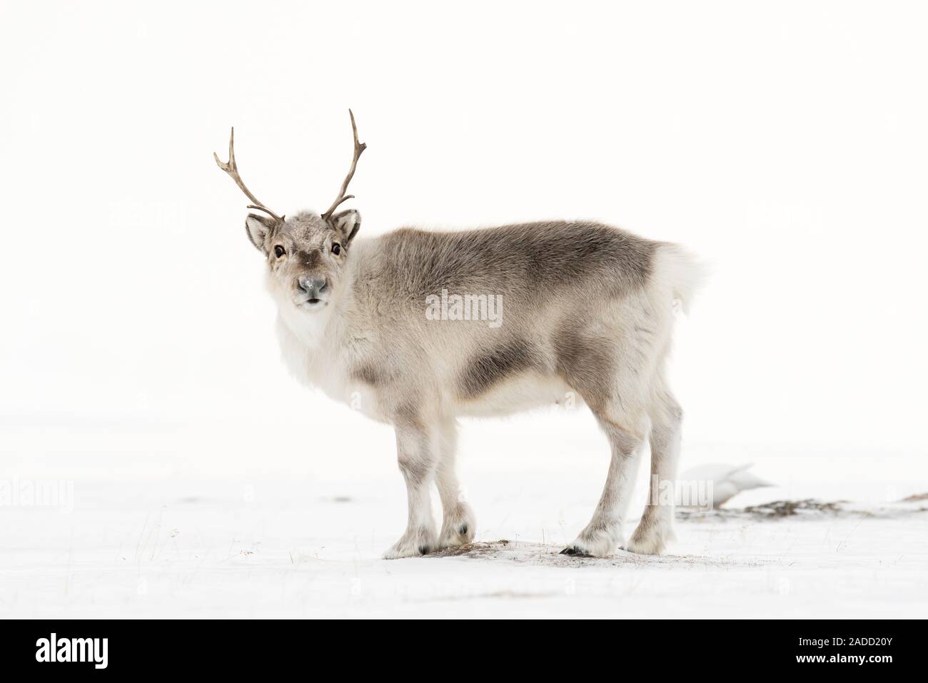 Svalbard reindeer (Rangifer tarandus platyrhynchus). This herbivorous ...