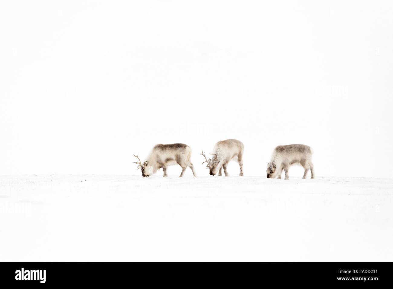Svalbard reindeer (Rangifer tarandus platyrhynchus). This herbivorous ...