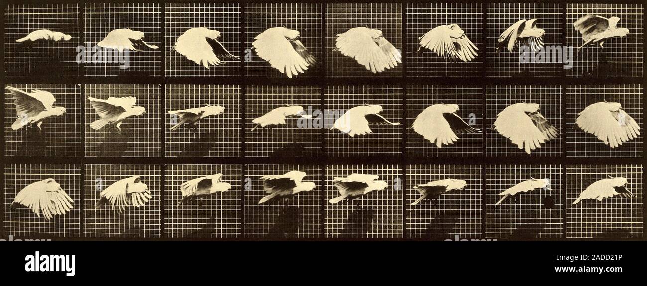 Parrot in flight, Muybridge motion study, 1880s. These photographs were obtained by English ...
