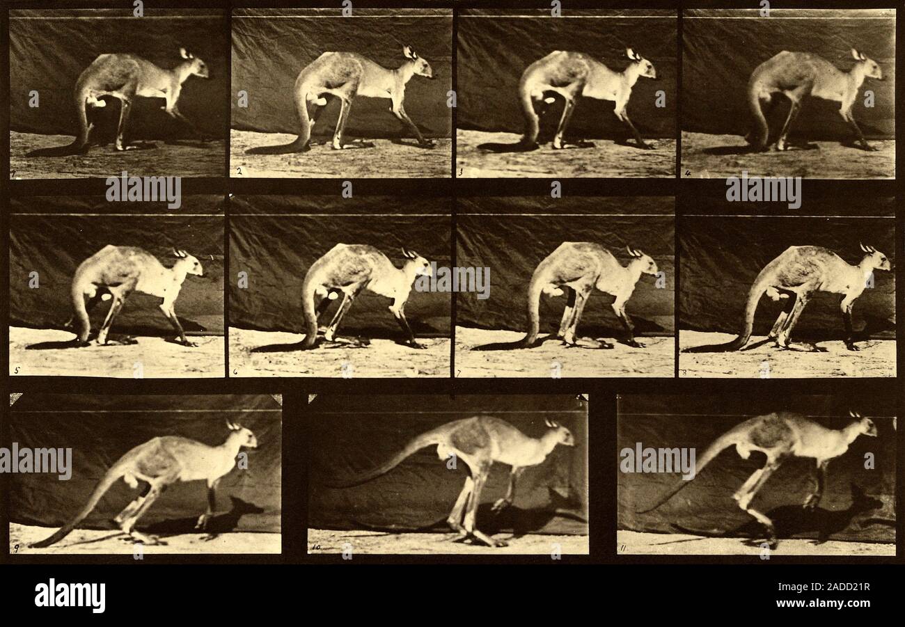 Kangaroo jumping, Muybridge motion study, 1880s. These photographs were ...