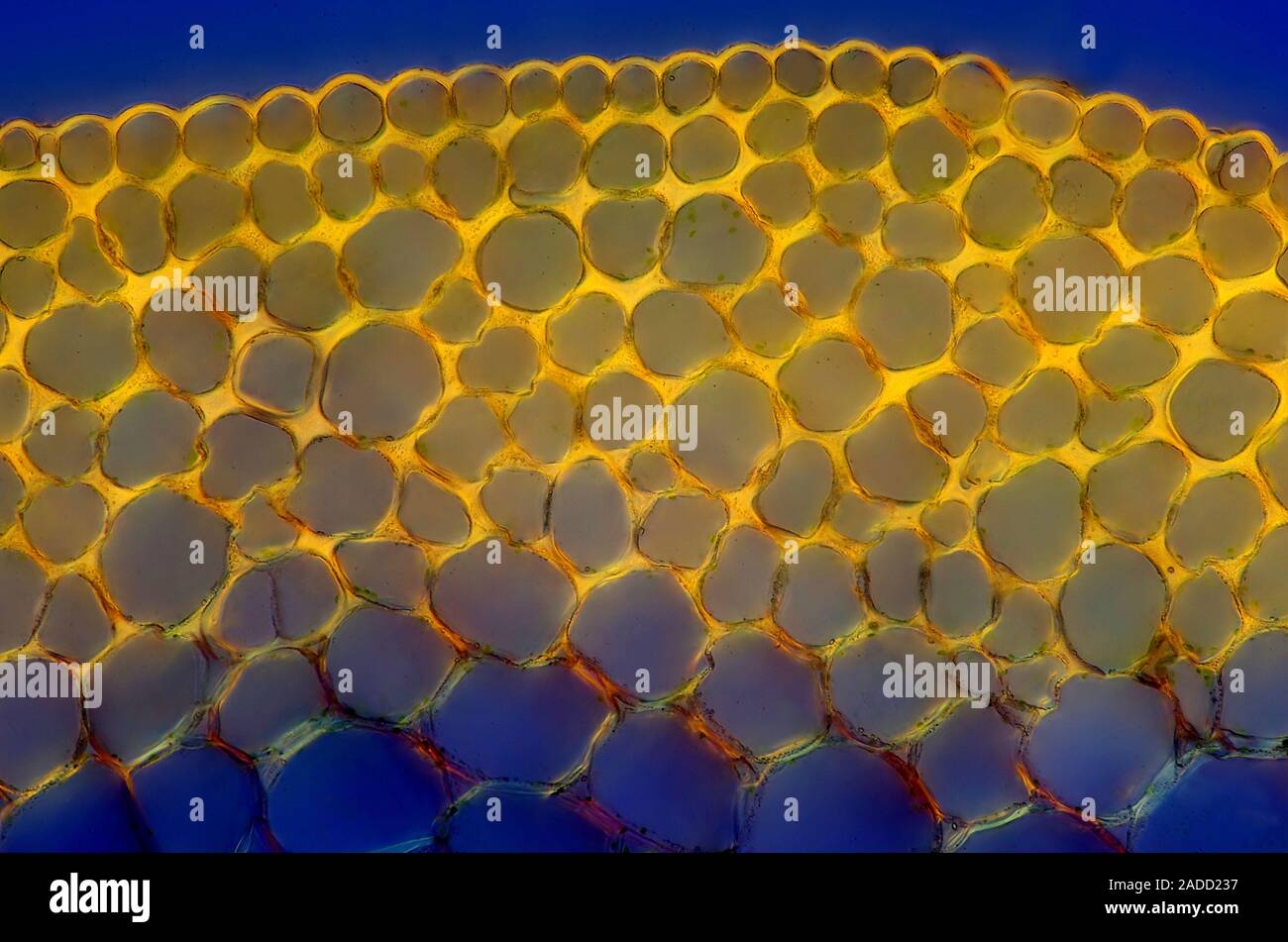 Basil stalk. Polarised light micrograph of a transverse section through ...