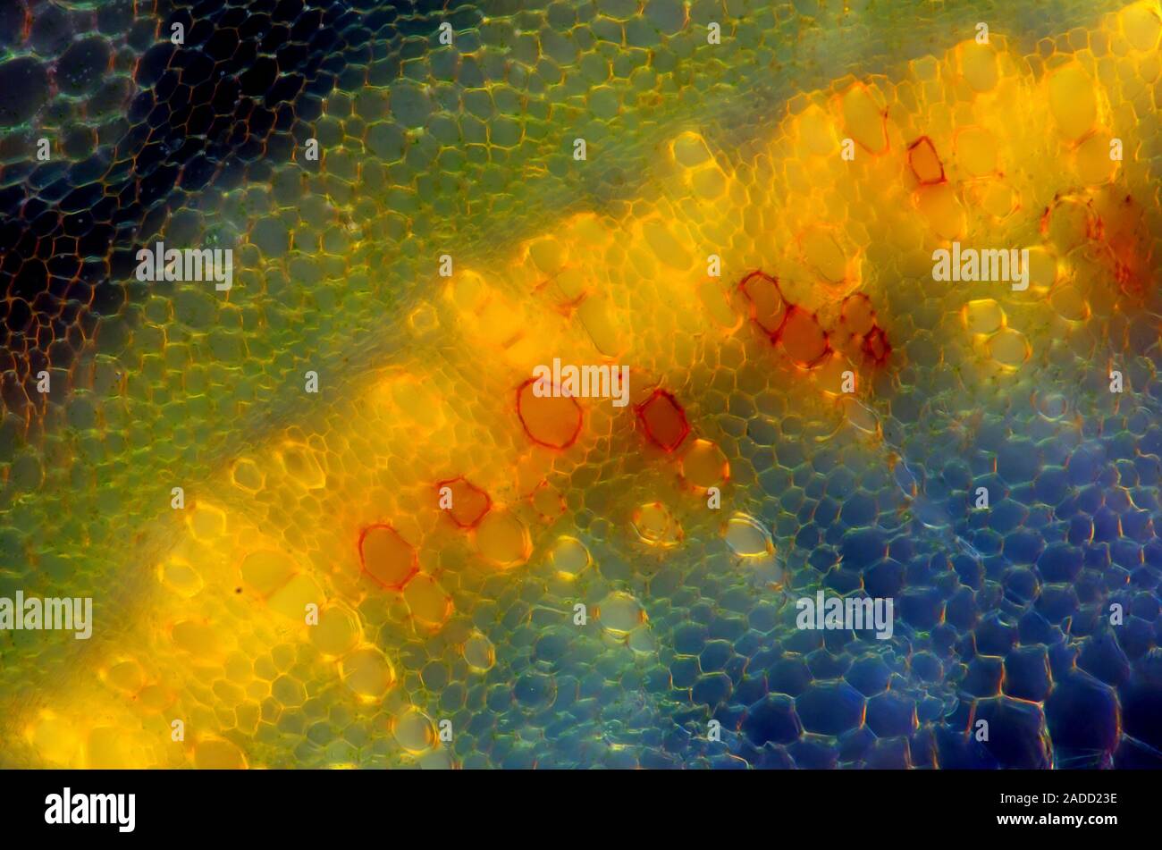 Basil stalk. Darkfield illuminated polarised light micrograph of a ...