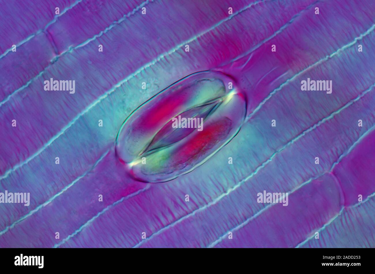 Hyacinth (Hyacinthus sp.) stoma. Polarised light micrograph of a ...
