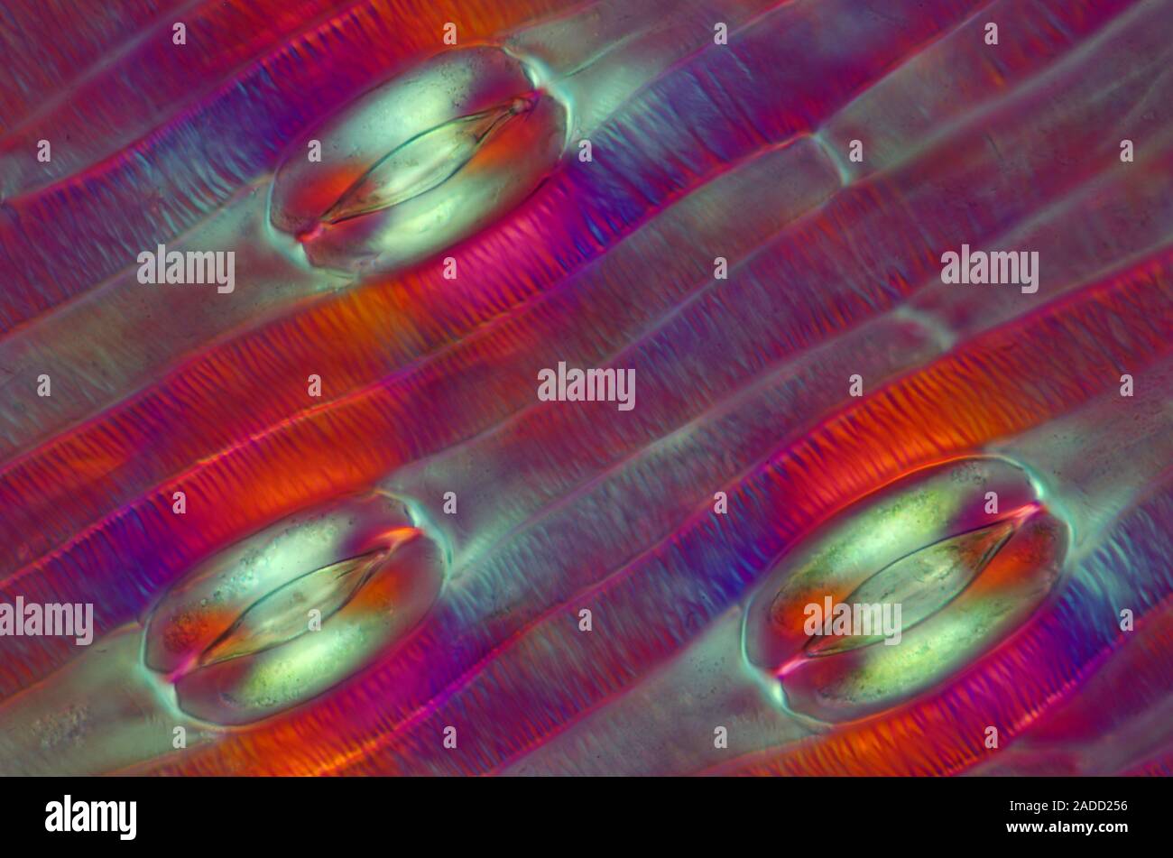Hyacinth (Hyacinthus sp.) stomata. Polarised light micrograph of a ...