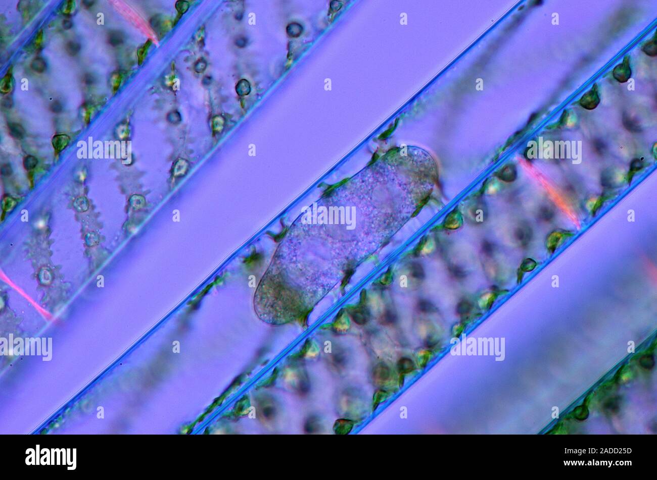 Spirogyra sp. green algae. Polarised light micrograph of spirogyra sp ... Spirogyra sp. green algae. Polarised light micrograph of spirogyra sp ...