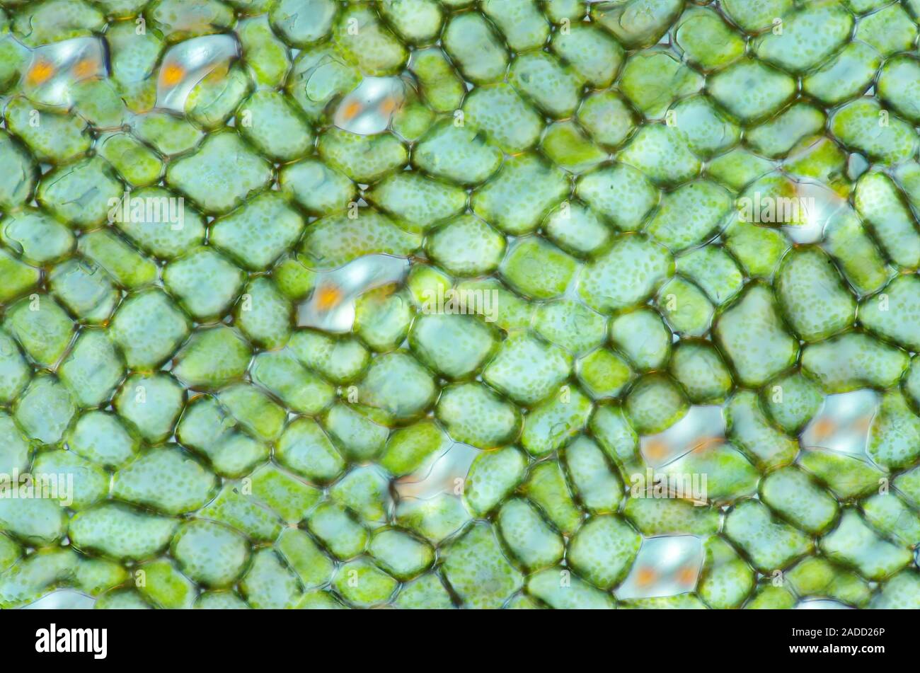 Iris (Iris germanica) leaf tissue. Polarised light micrograph of a ...