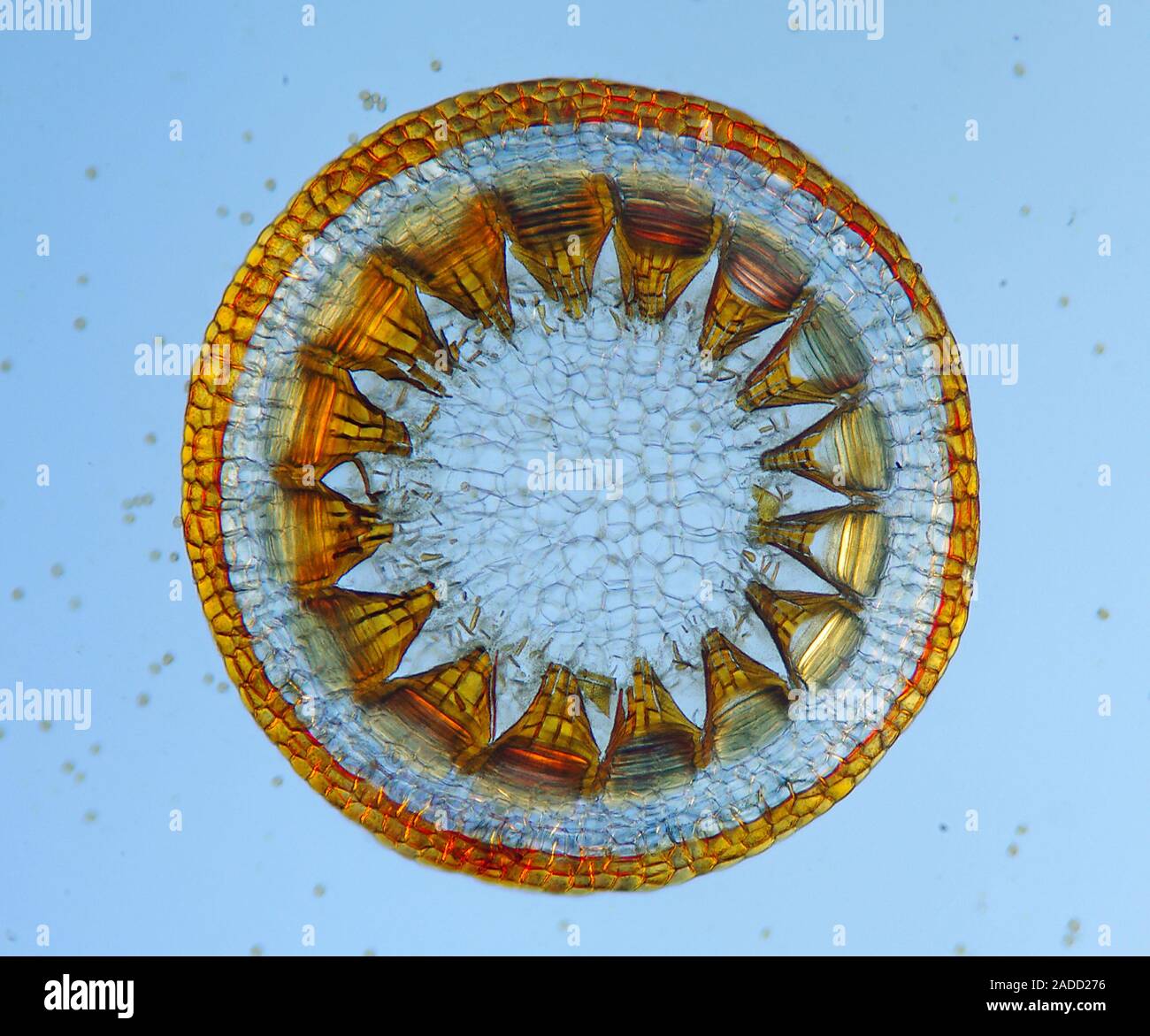 Moss spore capsule. Polarised light micrograph of a transverse section ...