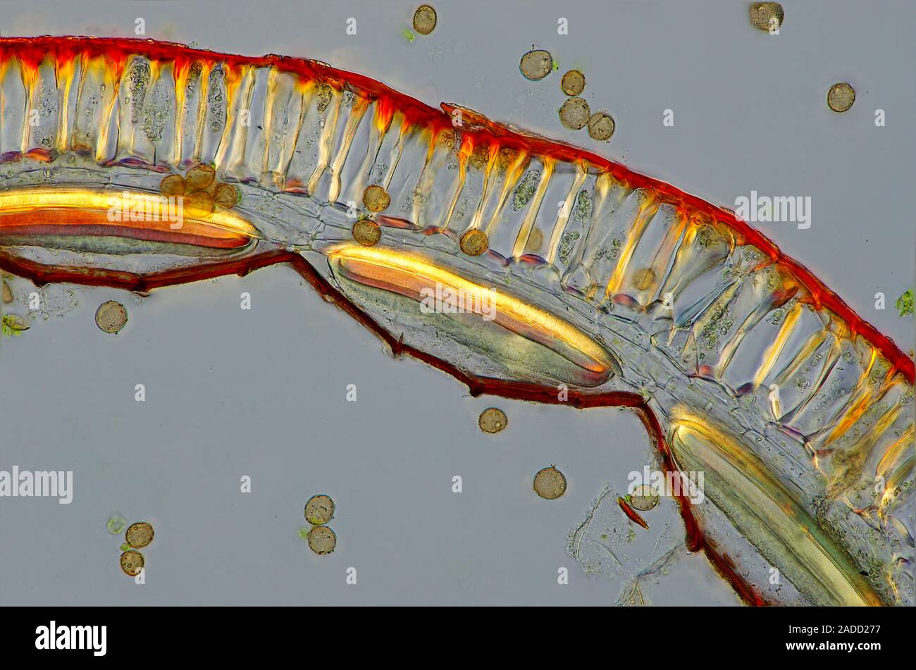 Moss spore capsule. Polarised light micrograph of a transverse section ...