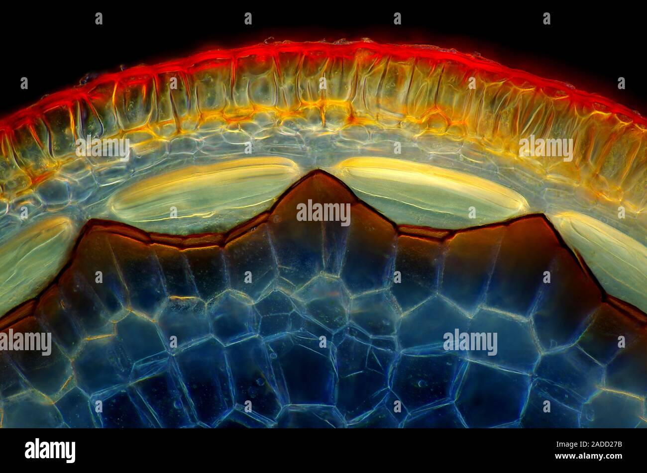 Moss spore capsule. Darkfield illuminated polarised light micrograph of ...