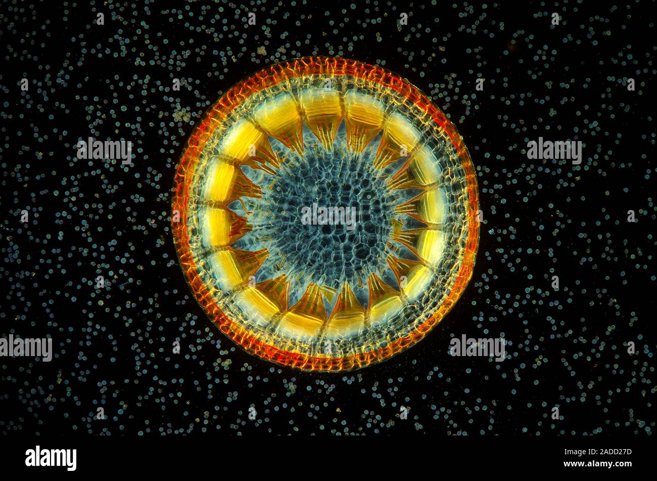 Moss spore capsule. Darkfield illuminated polarised light micrograph of ...